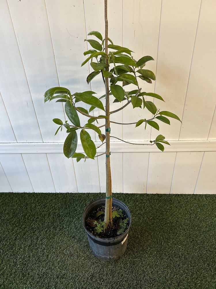 Guanabana Soursop Tree | PlantVine