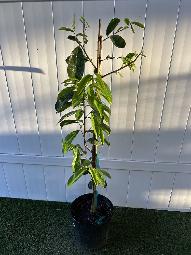 Guanabana Soursop Tree | PlantVine