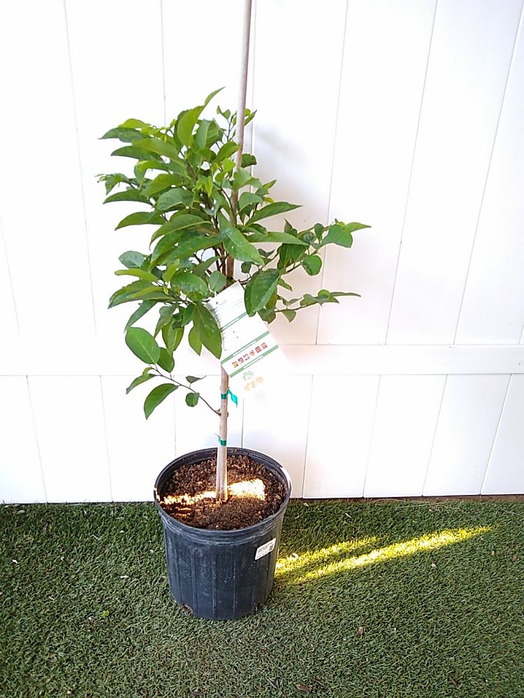 Sugar Apple Tree | PlantVine