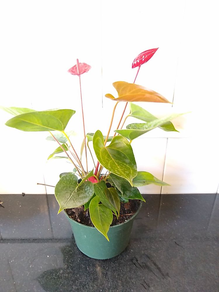 Red Anthurium | PlantVine