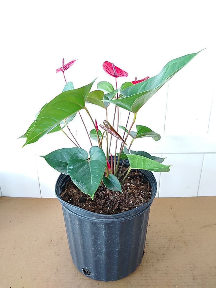 Red Anthurium | PlantVine