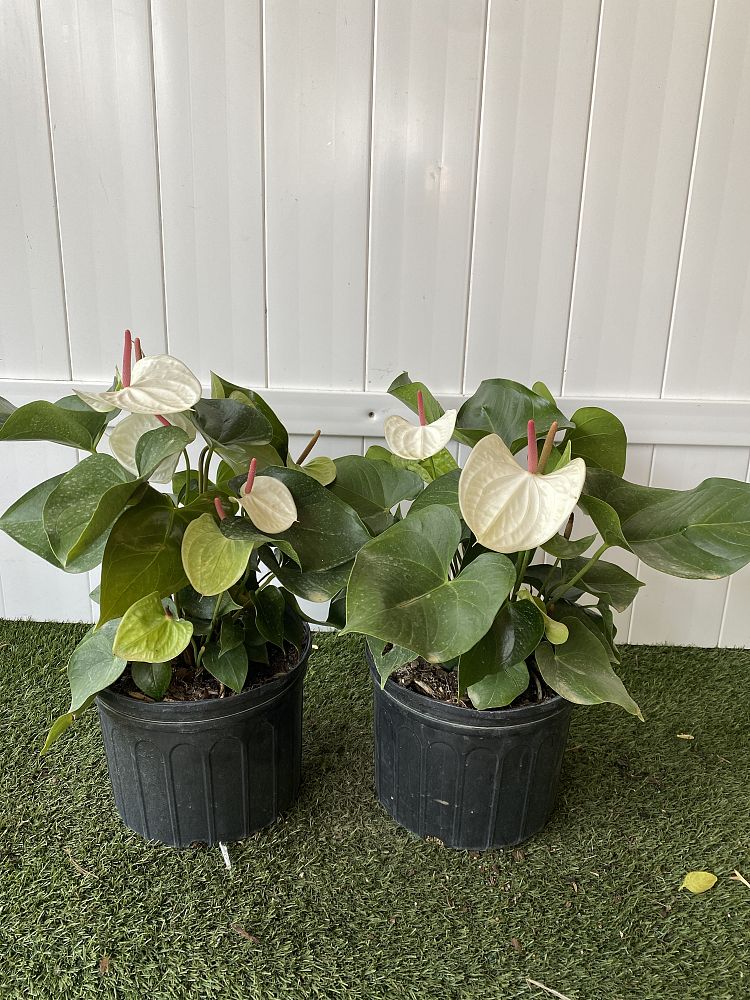 White Anthurium | PlantVine