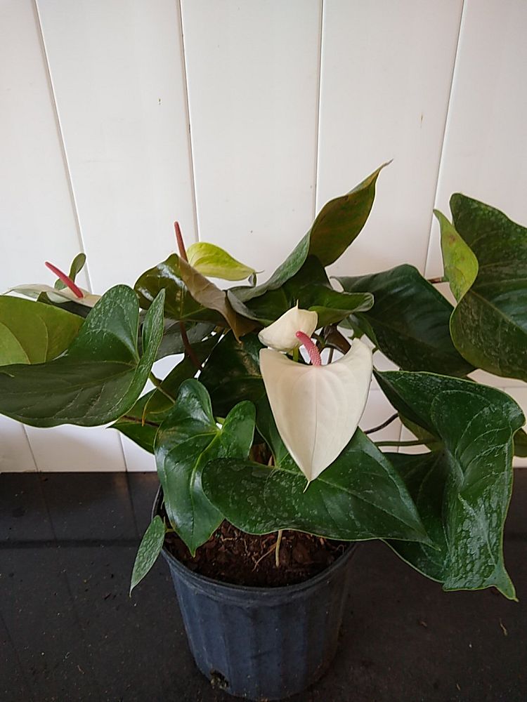 White Anthurium | PlantVine