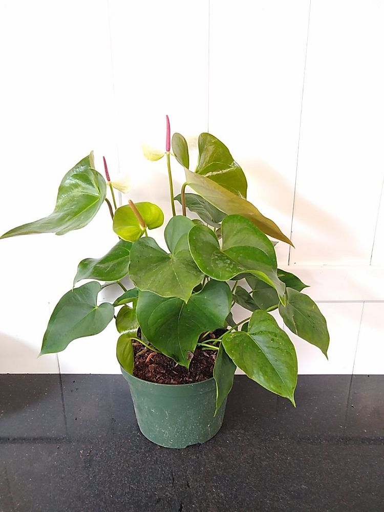 White Anthurium | PlantVine