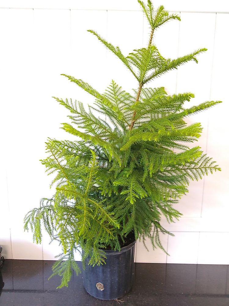 Norfolk Island Pine, Araucaria heterophylla | PlantVine