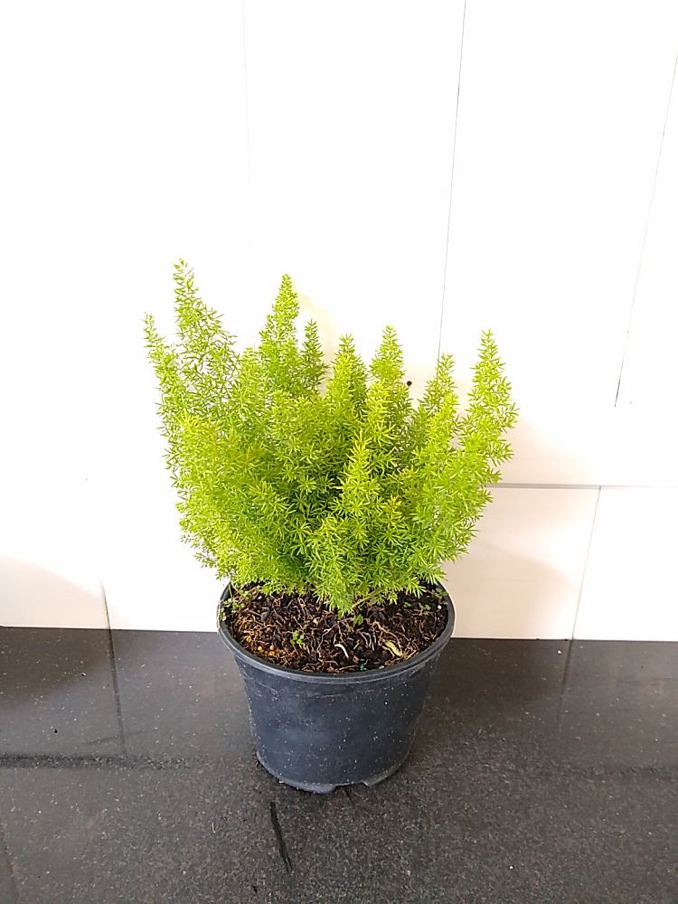 Foxtail Fern | PlantVine