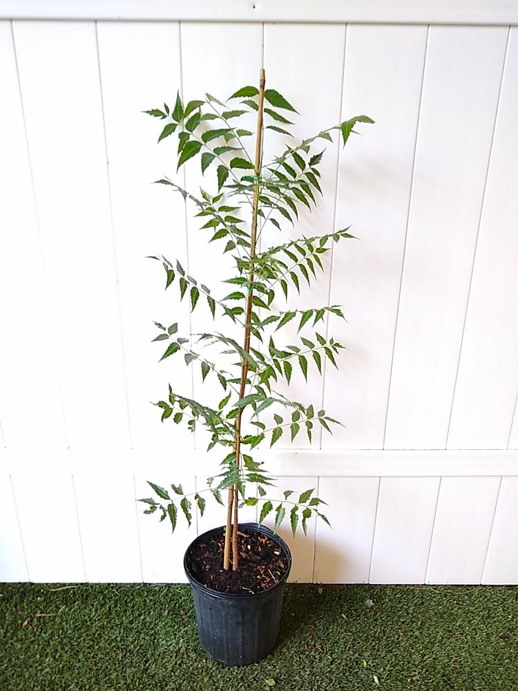 Azadirachta indica, Neem Tree, Indian Lilac | PlantVine