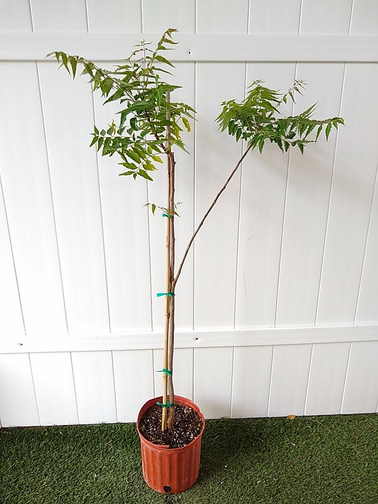 Azadirachta indica, Neem Tree, Indian Lilac | PlantVine