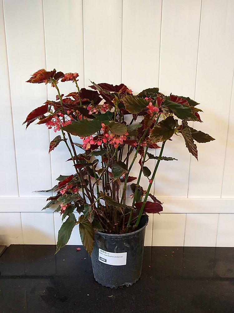 Begonia ‘Angel Wing Pink with Red Leaf’ | PlantVine