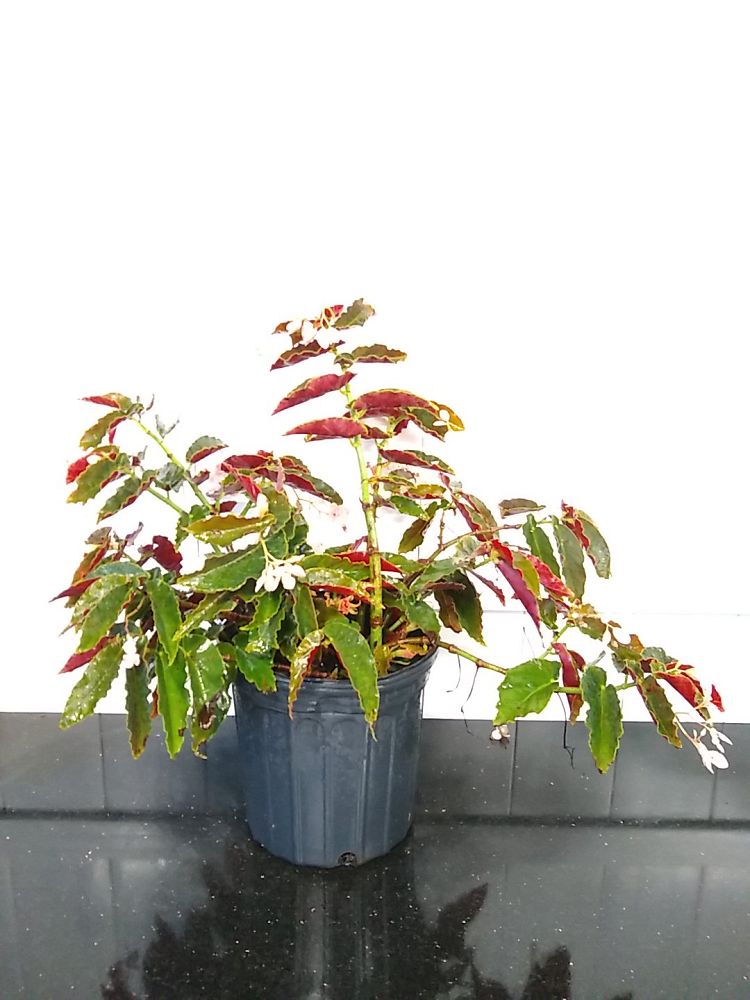 Begonia ‘Angel Wing Pink with Red Leaf’, Angel Wing Begonia | PlantVine