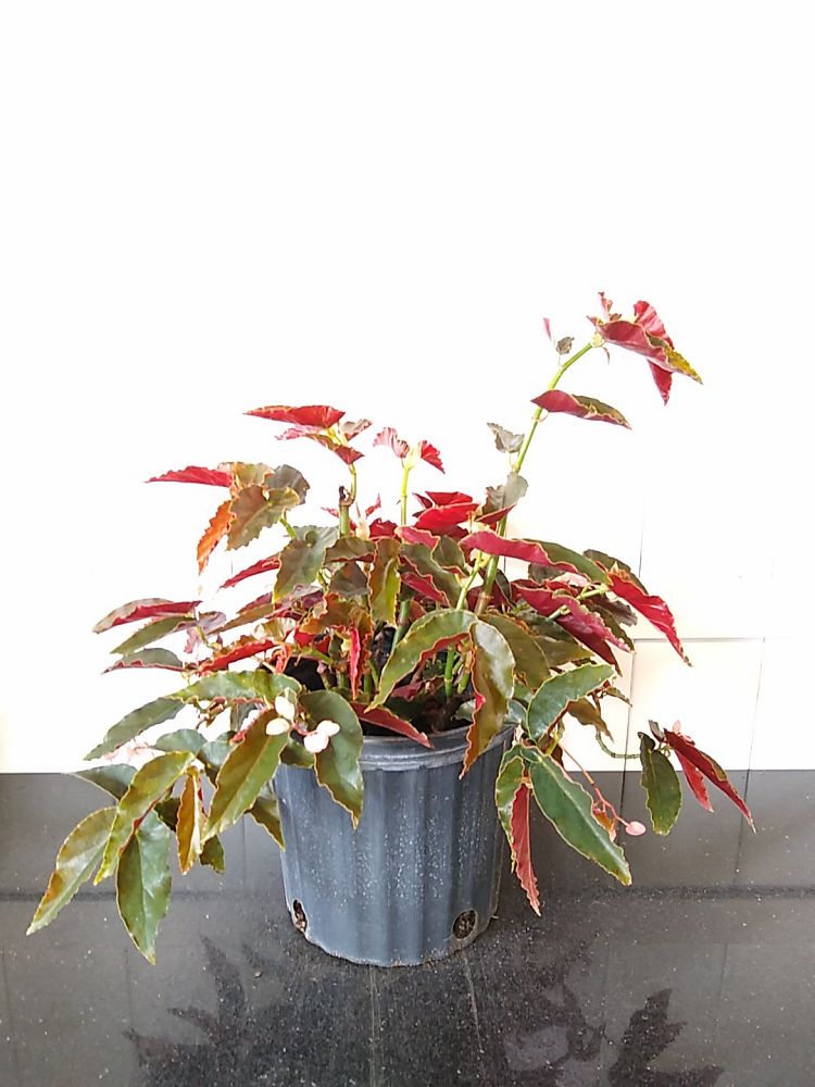 Begonia ‘Angel Wing Pink with Red Leaf’, Angel Wing Begonia | PlantVine