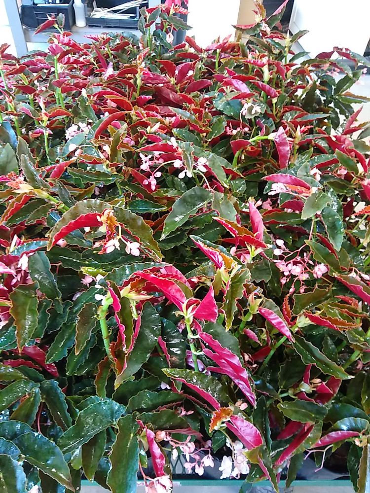 Begonia ‘Angel Wing Pink with Red Leaf’, Angel Wing Begonia | PlantVine