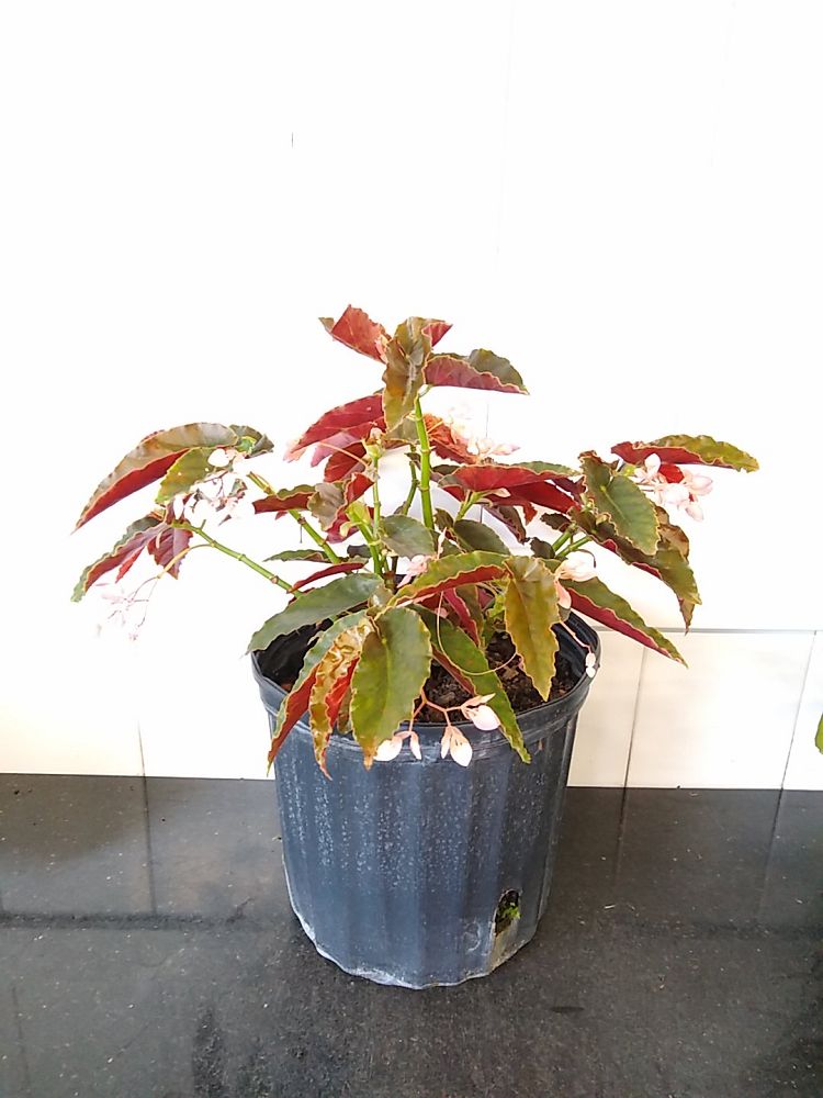 Begonia ‘Angel Wing Pink with Red Leaf’, Angel Wing Begonia | PlantVine