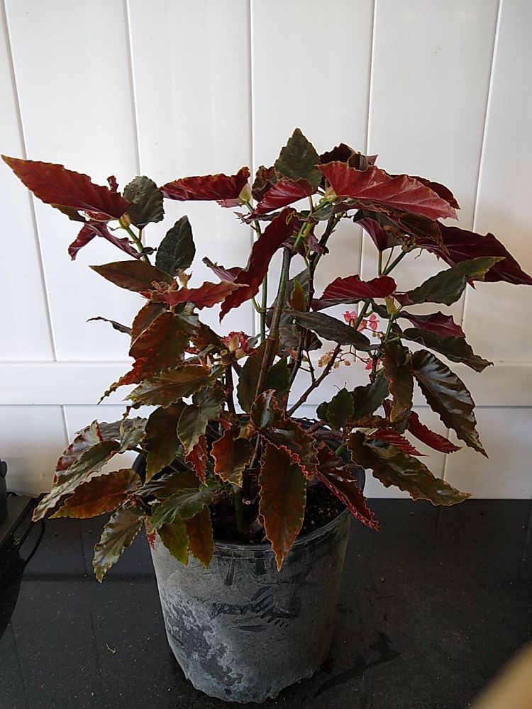 Begonia ‘Angel Wing Pink with Red Leaf’ | PlantVine