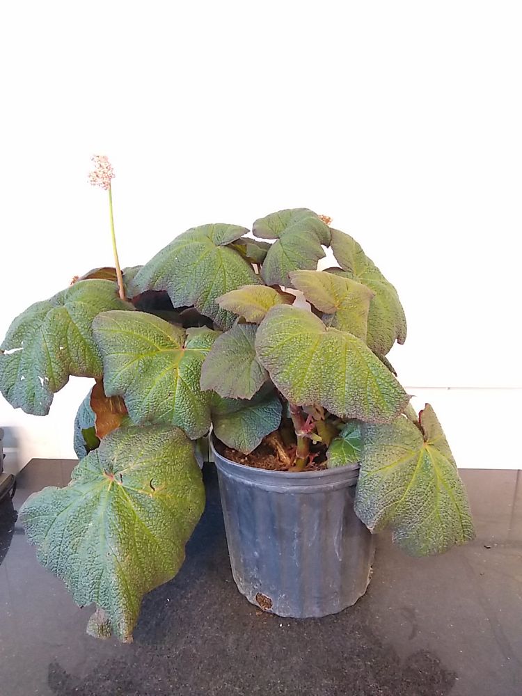 Pigskin Begonia | PlantVine