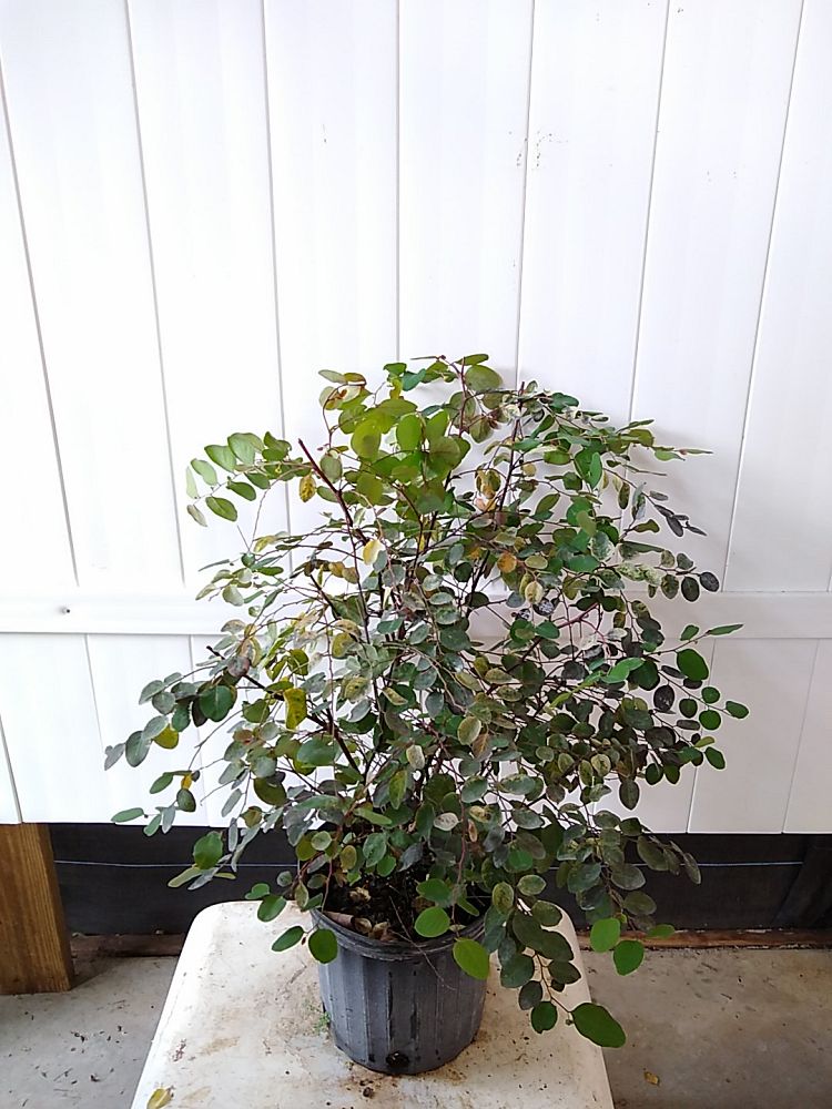 Breynia disticha, Snow on the Mountain, Snowbush | PlantVine
