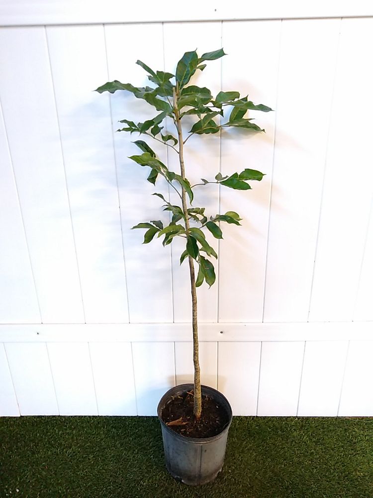 Bursera simaruba, Gumbo Limbo | PlantVine