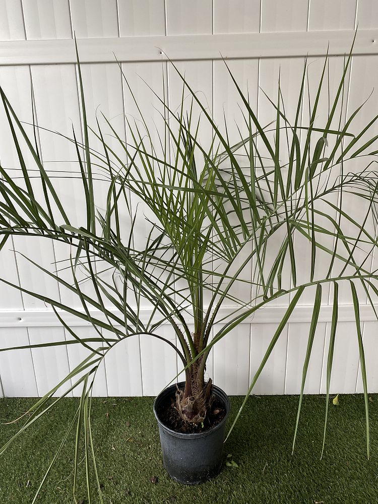 Butia capitata, Cocos australis, Pindo Palm, Wine Palm, Jelly Palm ...