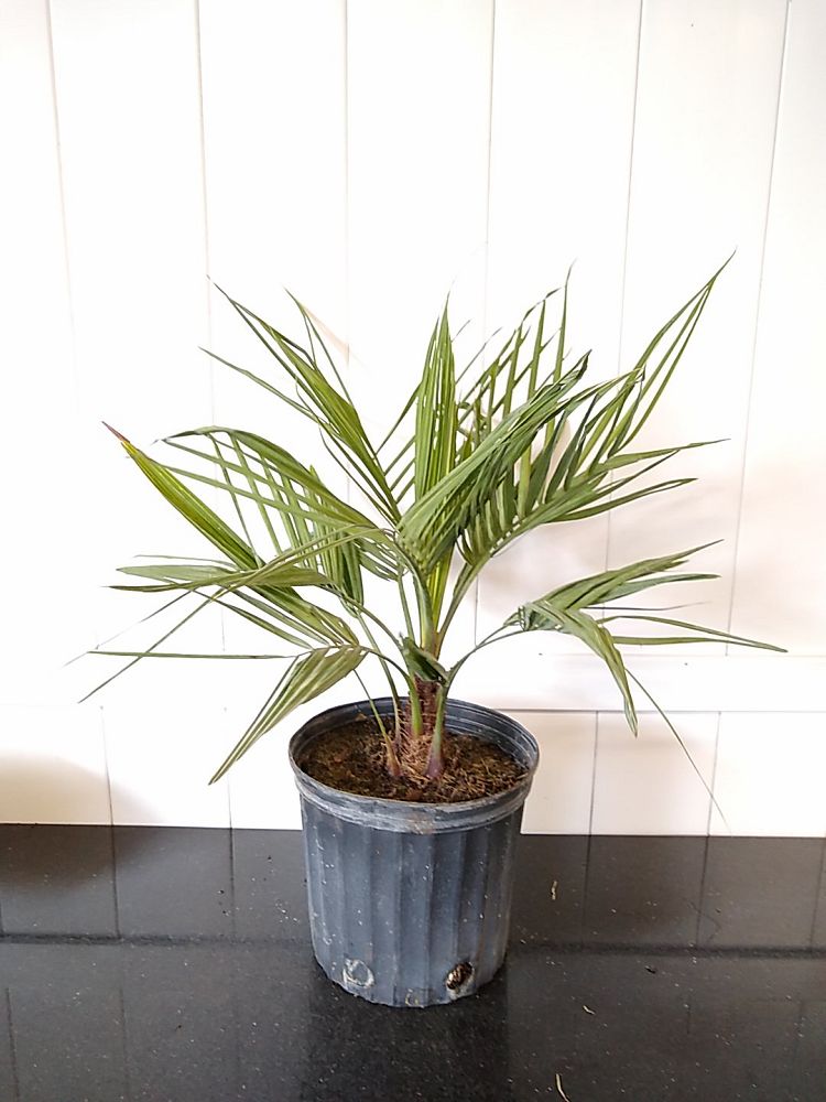 Butia capitata, Cocos australis, Pindo Palm, Wine Palm, Jelly Palm ...