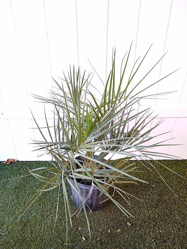 Butia capitata, Cocos australis, Pindo Palm, Wine Palm, Jelly Palm ...