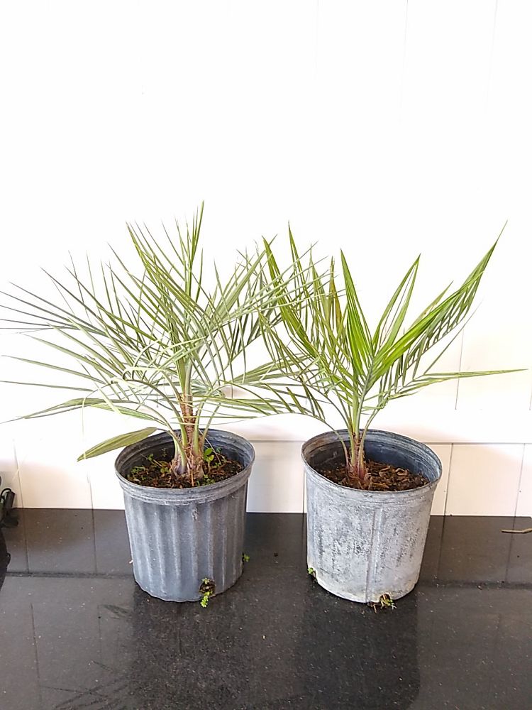 Butia capitata, Cocos australis, Pindo Palm, Wine Palm, Jelly Palm ...