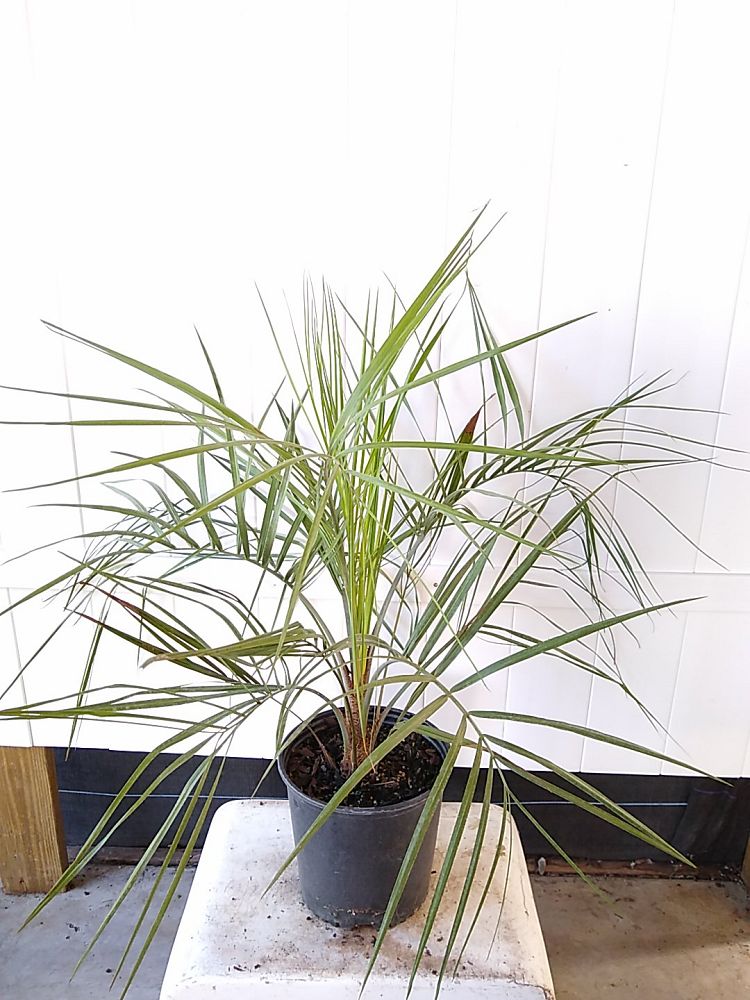 Butia capitata, Cocos australis, Pindo Palm, Wine Palm, Jelly Palm ...