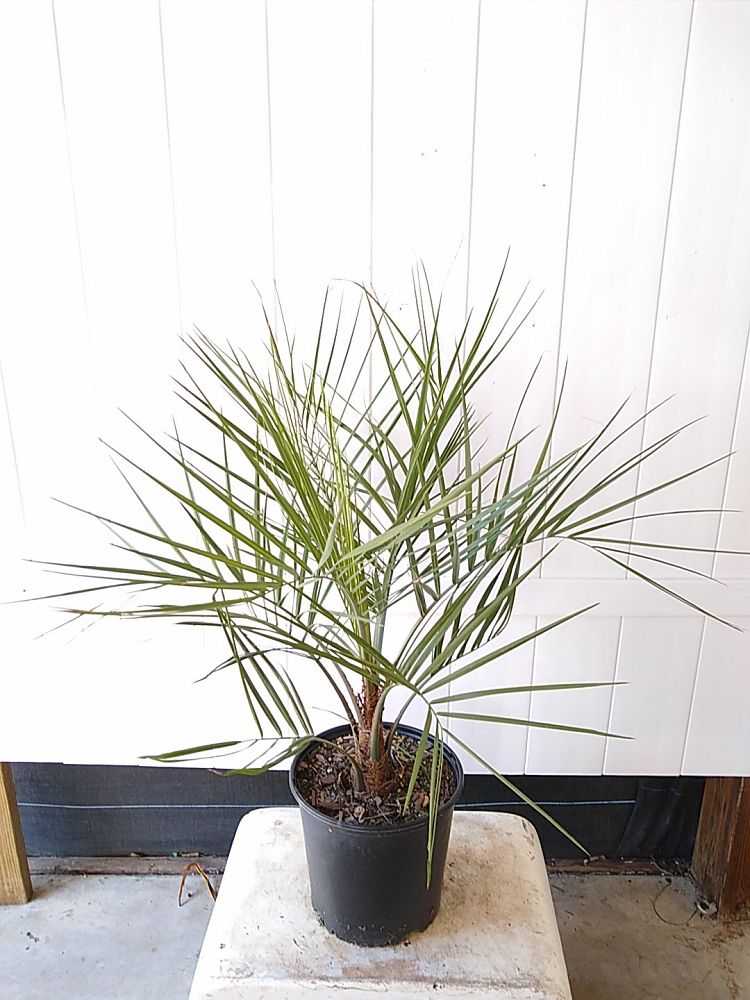 Butia capitata, Cocos australis, Pindo Palm, Wine Palm, Jelly Palm ...