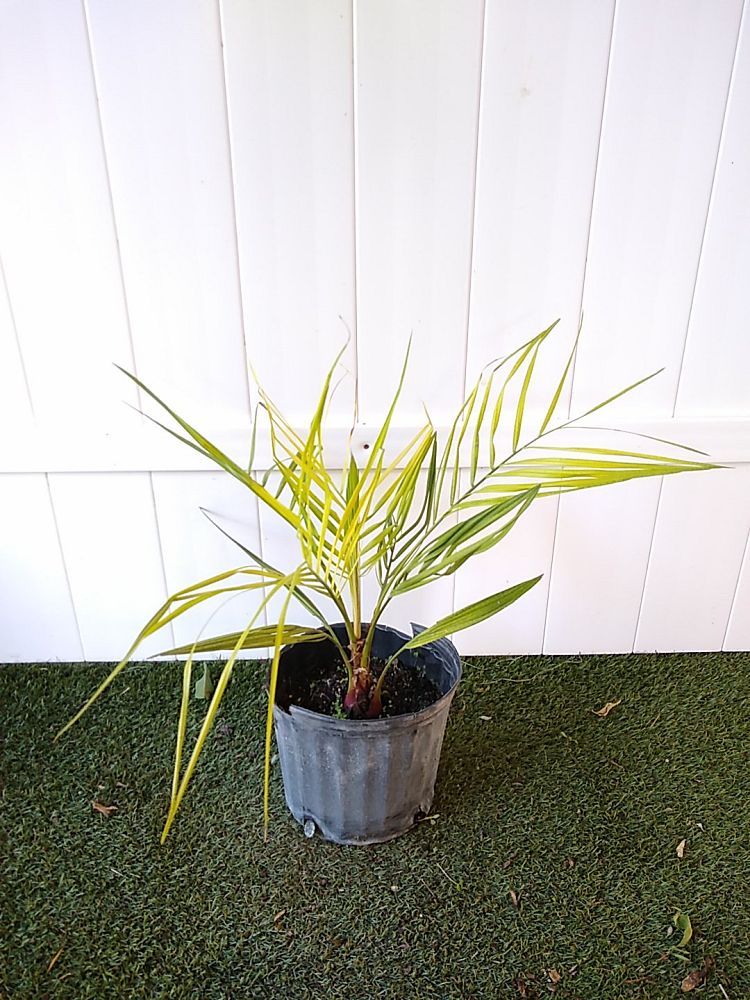 Pindo Palm | PlantVine