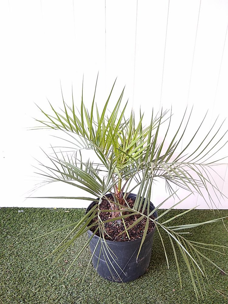 Pindo Palm | PlantVine