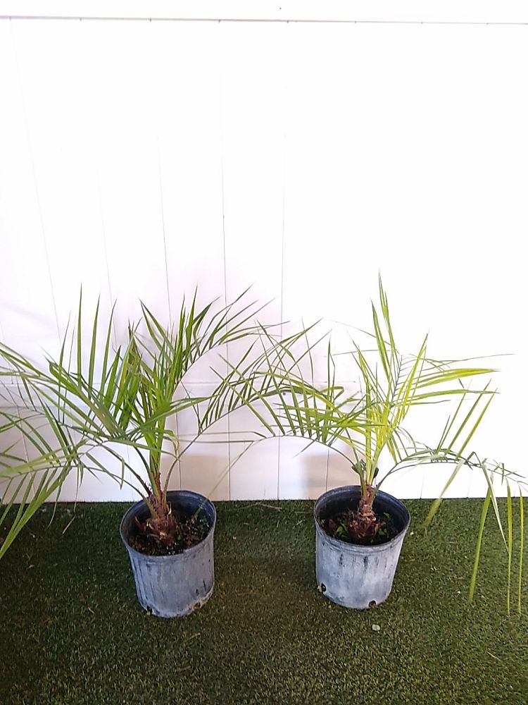 Pindo Palm | PlantVine