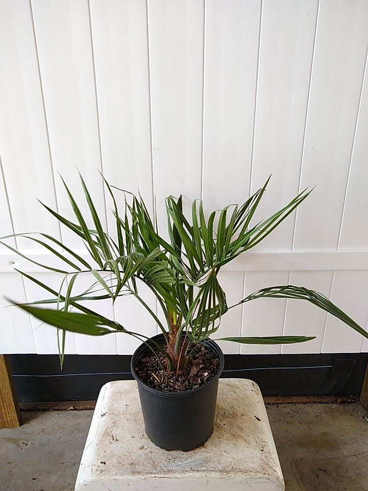 Butia capitata, Cocos australis, Pindo Palm, Wine Palm, Jelly Palm ...