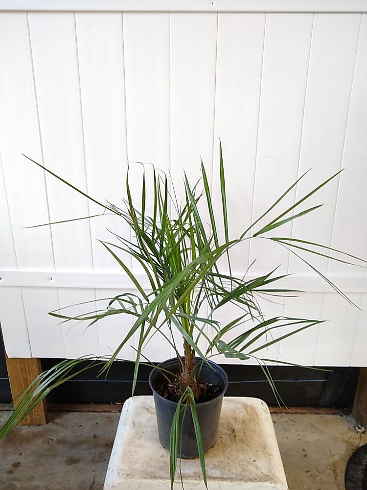 Butia capitata, Cocos australis, Pindo Palm, Wine Palm, Jelly Palm ...