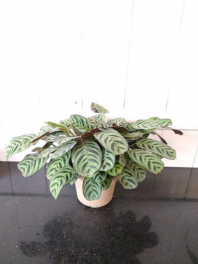 Calathea burle-marxii | PlantVine