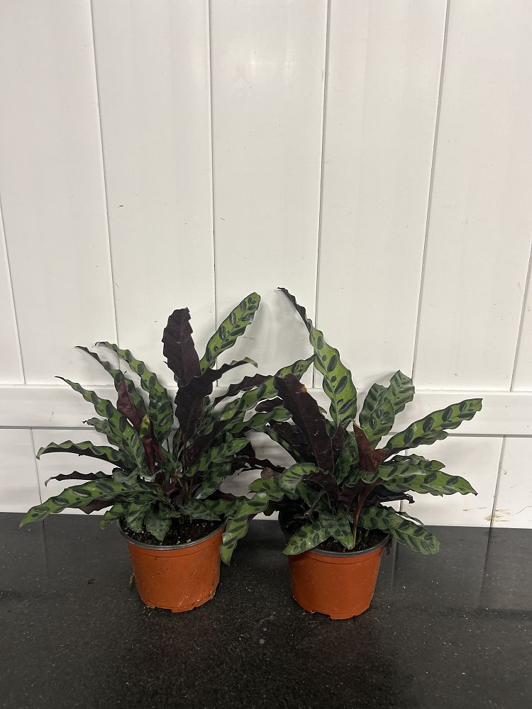 Order Calathea Lancifolia, Rattlesnake Plant Online | 10% OFF