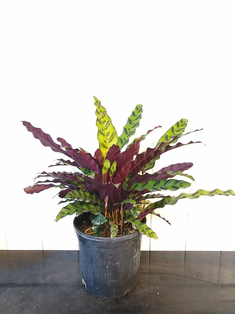 Order Calathea Lancifolia, Rattlesnake Plant Online | 10% OFF