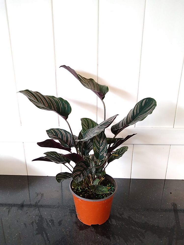 Pinstripe Calathea, Calathea Ornata | PlantVine