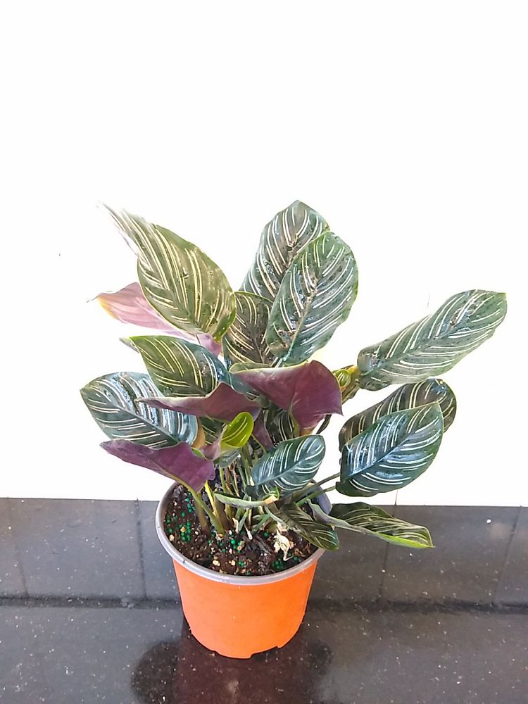 Pinstripe Calathea, Calathea Ornata | PlantVine
