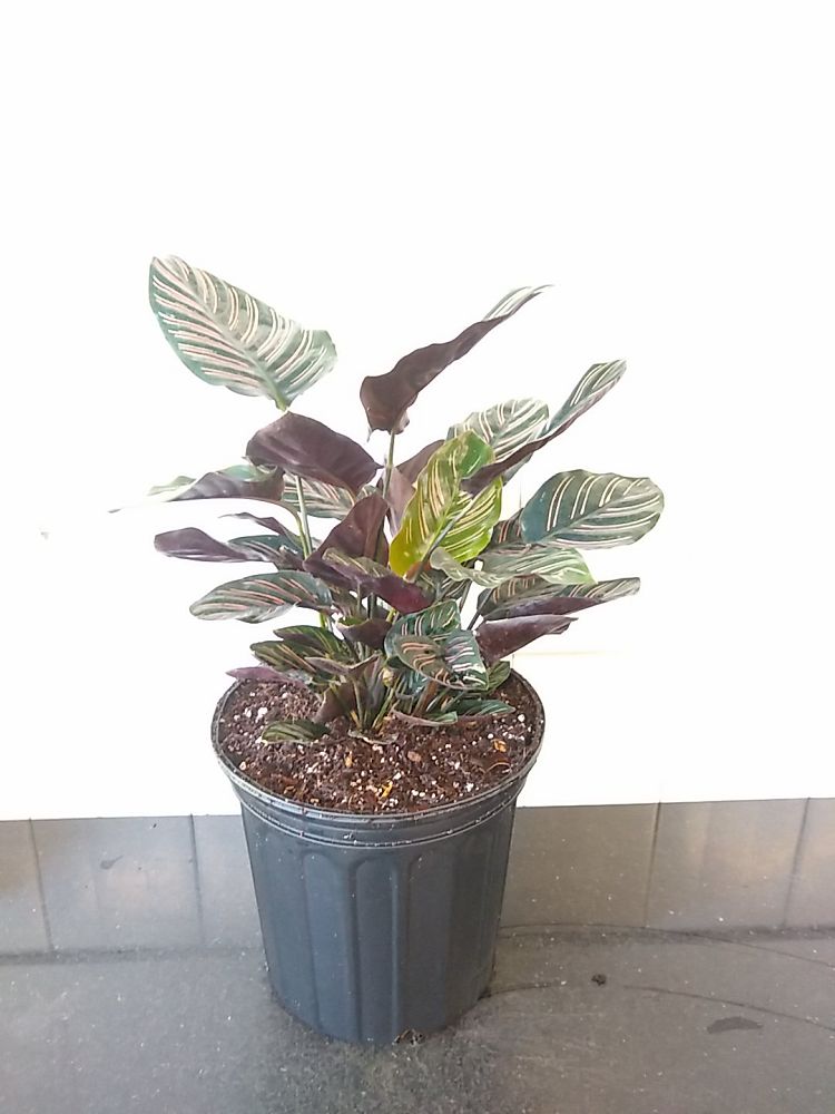 Pinstripe Calathea | PlantVine