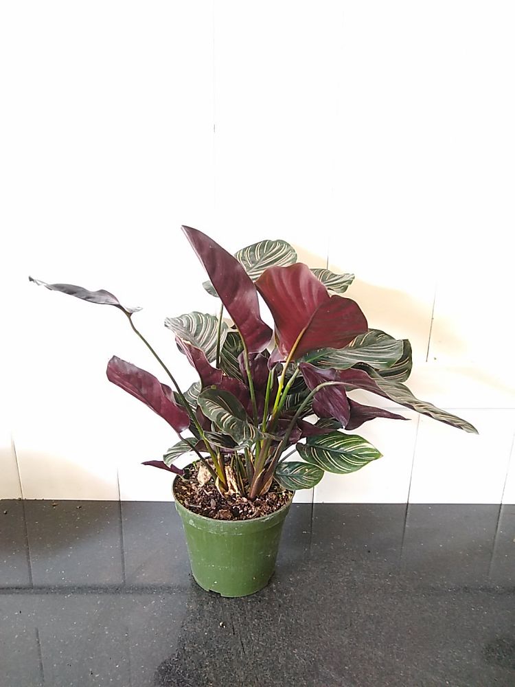 Pinstripe Calathea | PlantVine
