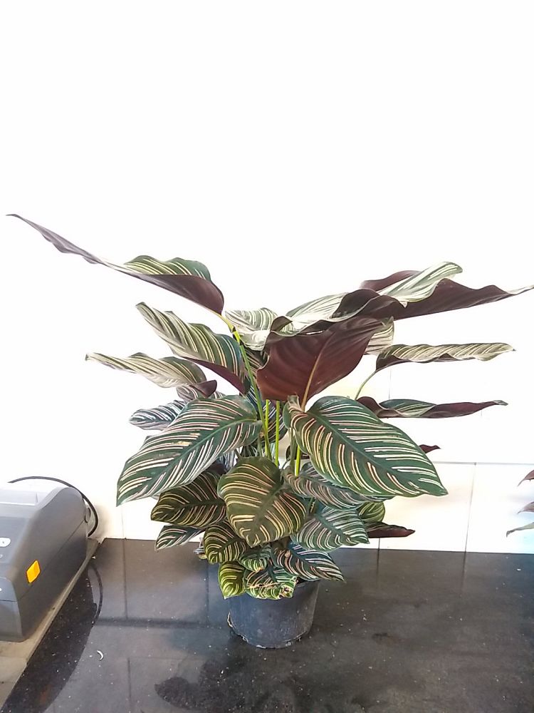 Pinstripe Calathea | PlantVine