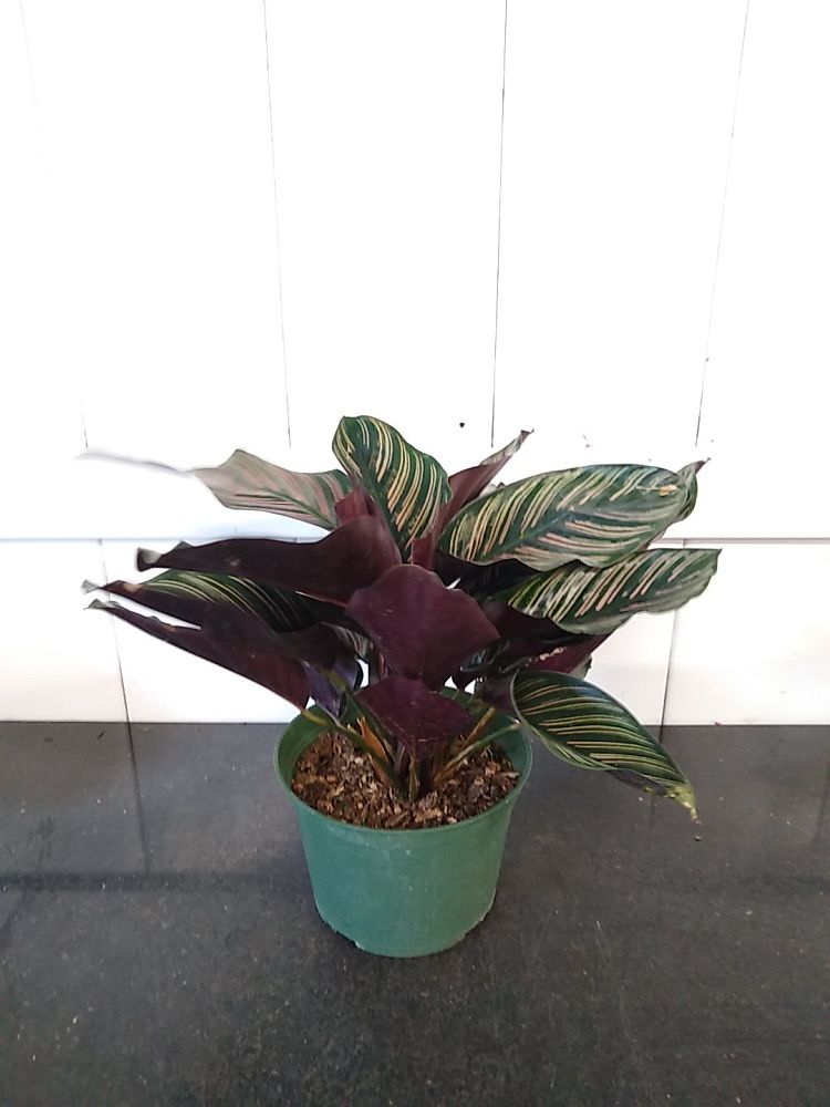 Pinstripe Calathea | PlantVine