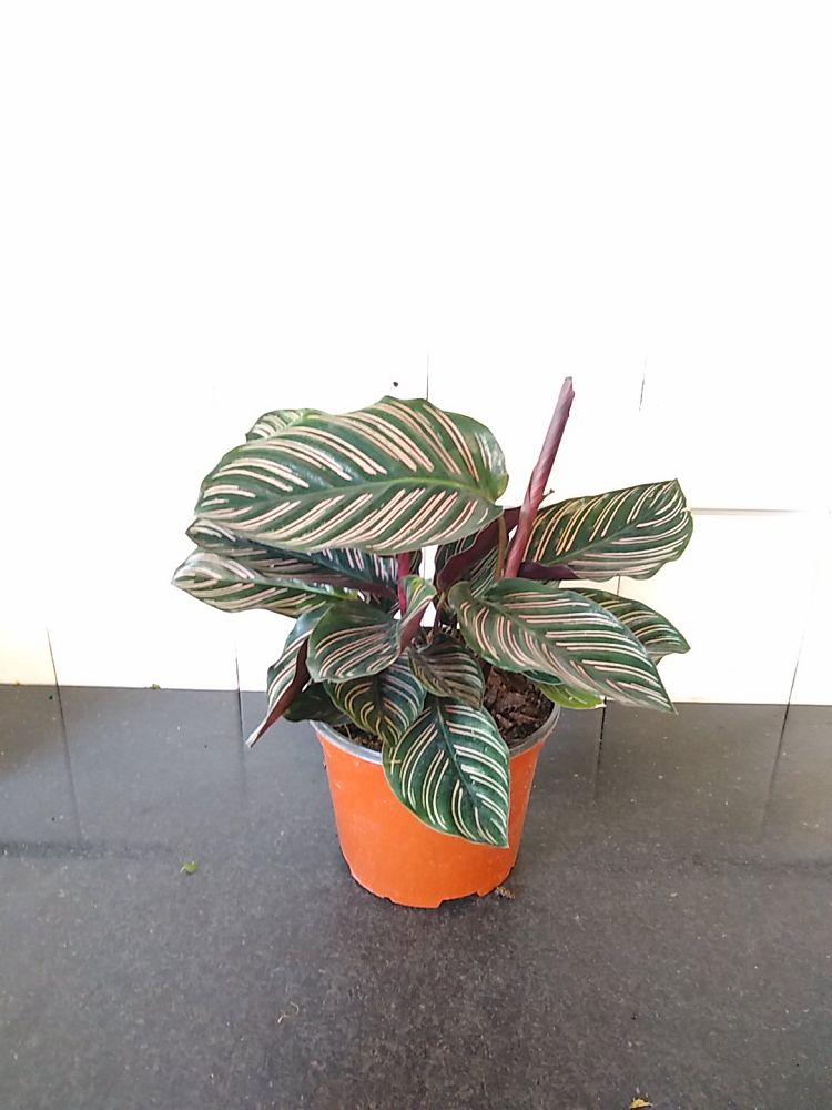 Pinstripe Calathea | PlantVine