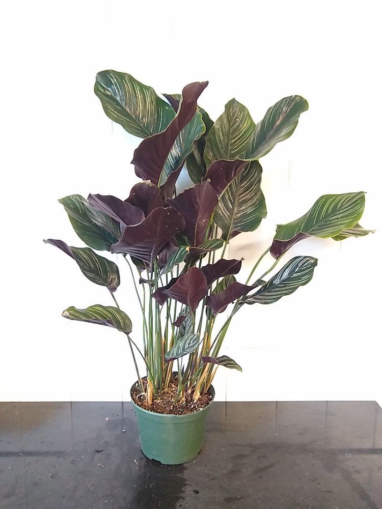 Pinstripe Calathea | PlantVine