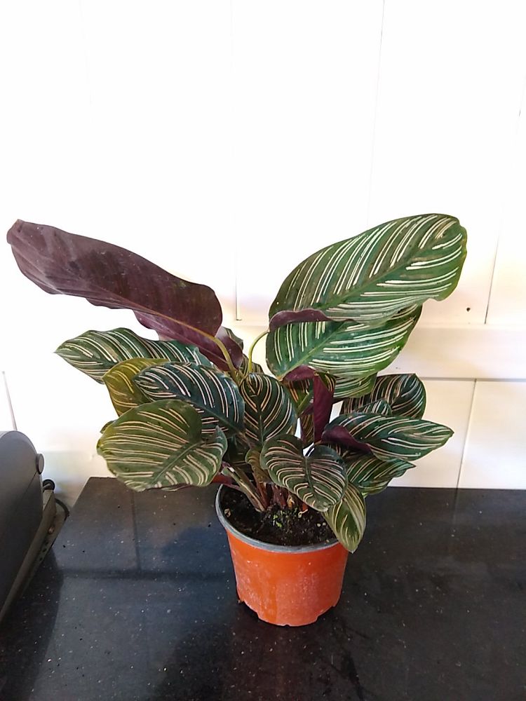 Pinstripe Calathea | PlantVine