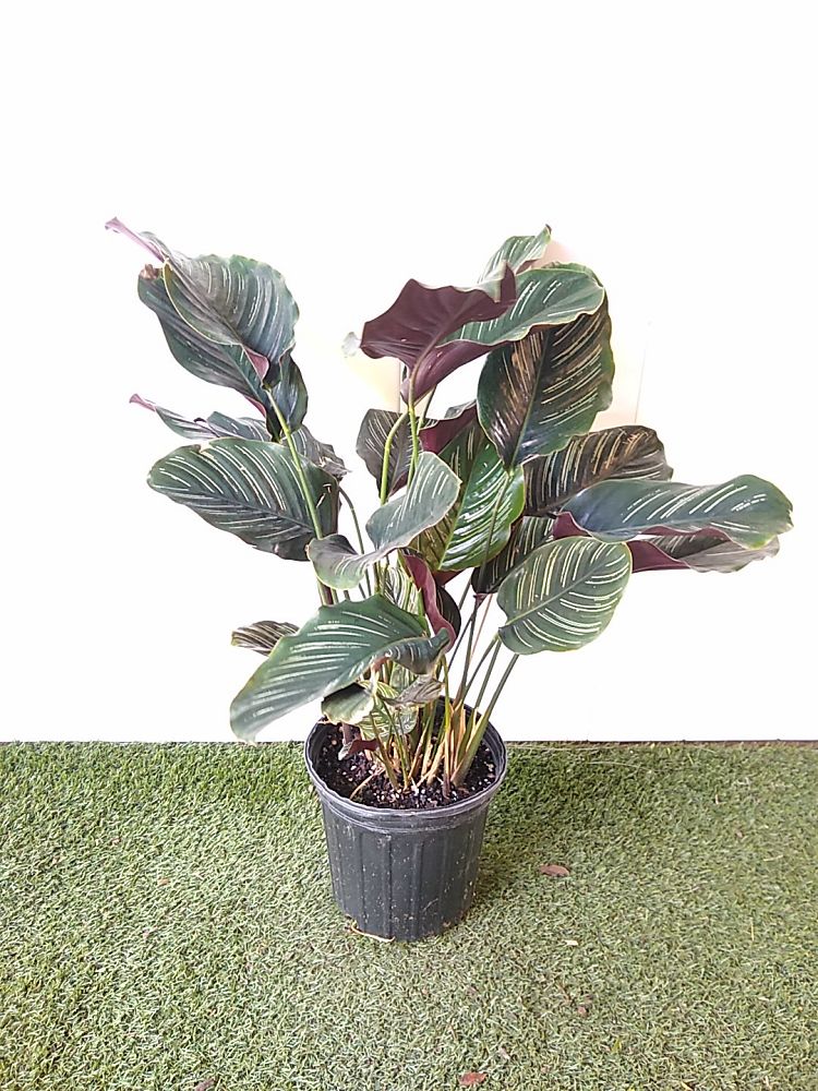 Pinstripe Calathea | PlantVine
