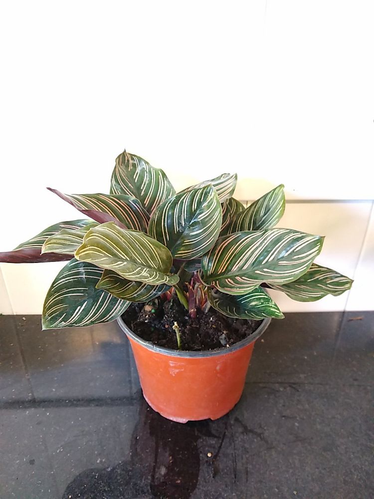 Pinstripe Calathea | PlantVine