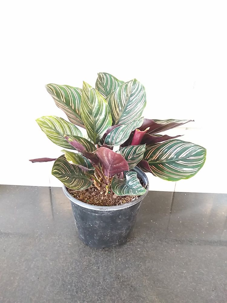 Pinstripe Calathea | PlantVine