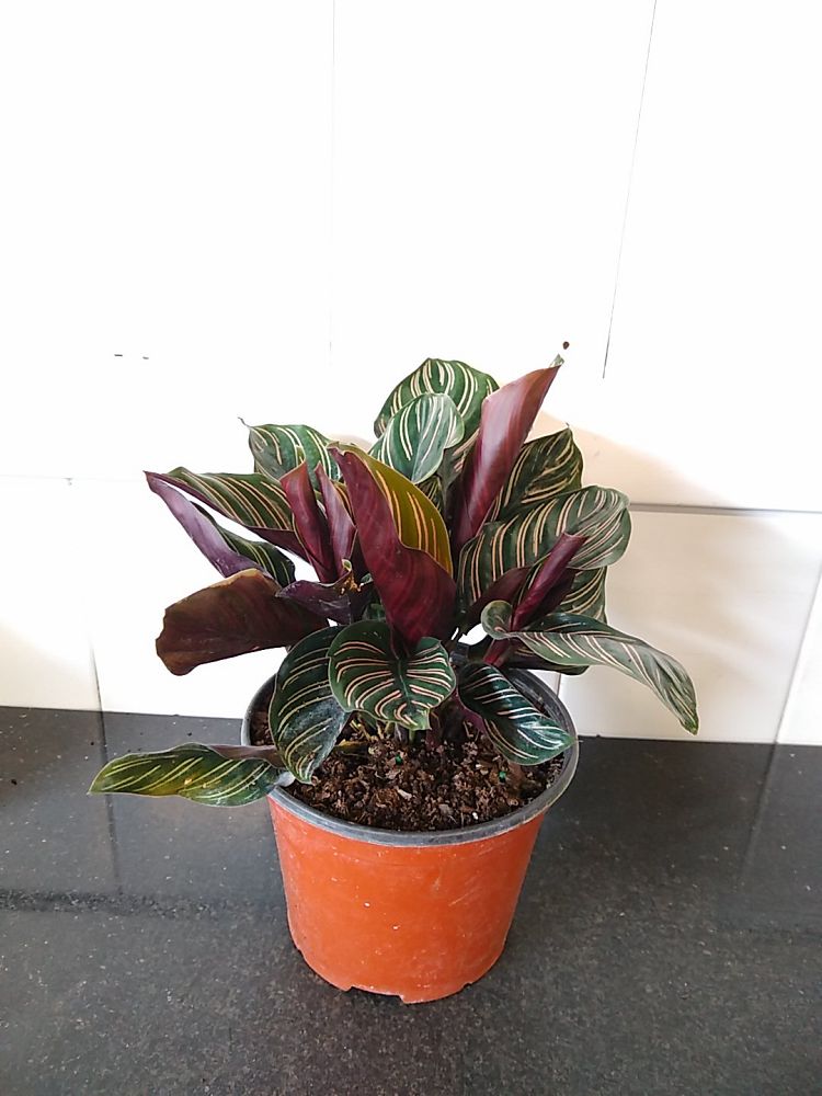 Pinstripe Calathea | PlantVine