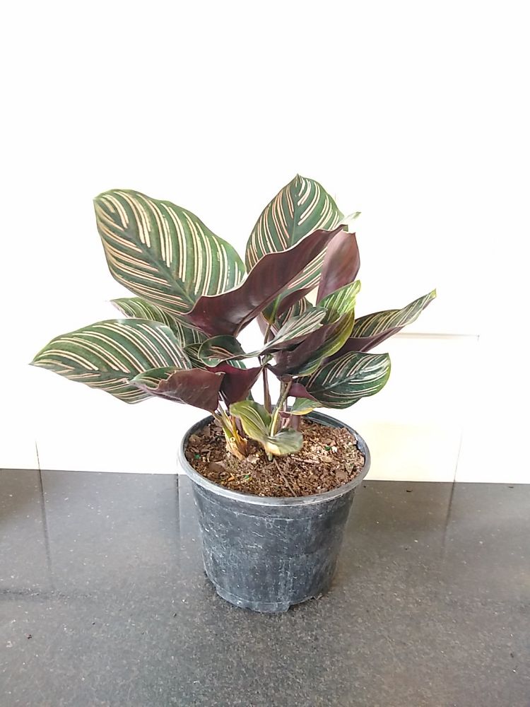 Pinstripe Calathea | PlantVine