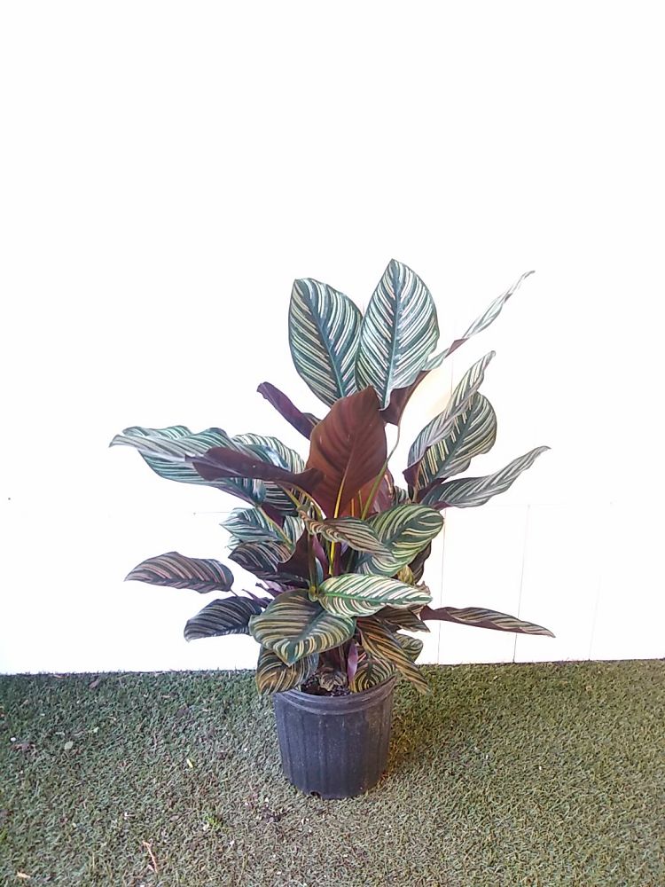 Pinstripe Calathea | PlantVine